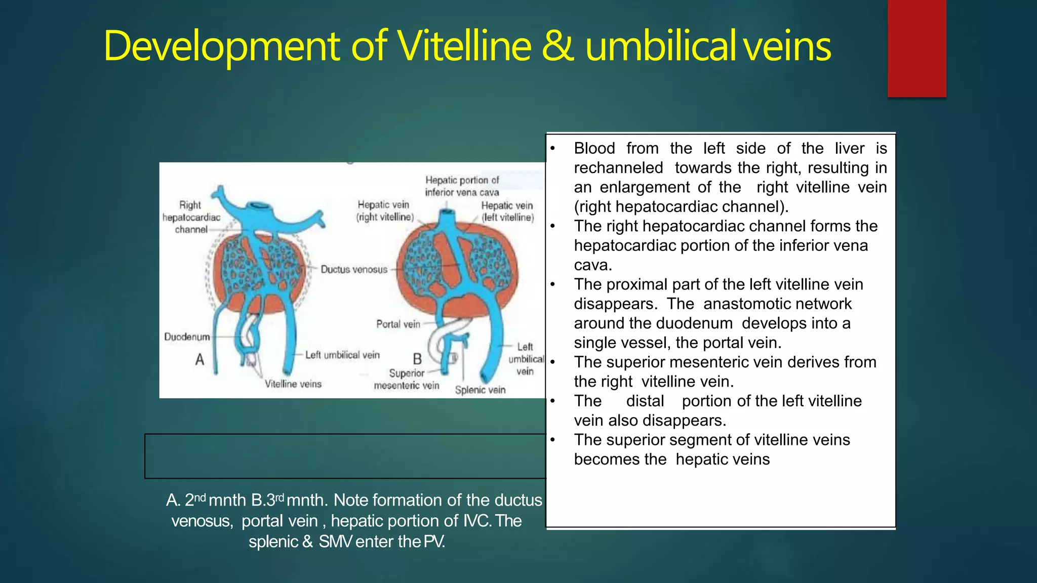 Ultrasonography of liver | PPTX