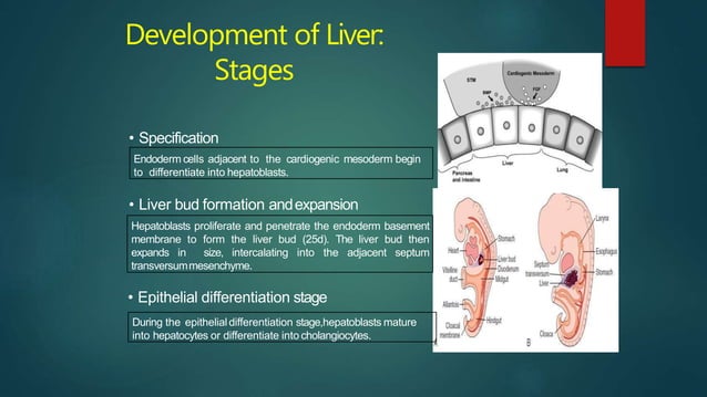 Ultrasonography of liver | PPTX | Medical Health