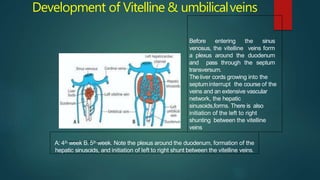 Ultrasonography of liver | PPTX
