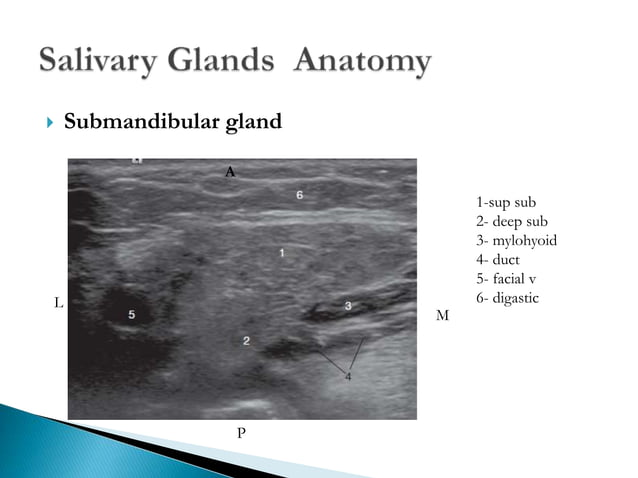 Usg neck | PPTX | Thyroid Disorders | Endocrine and Metabolic Diseases