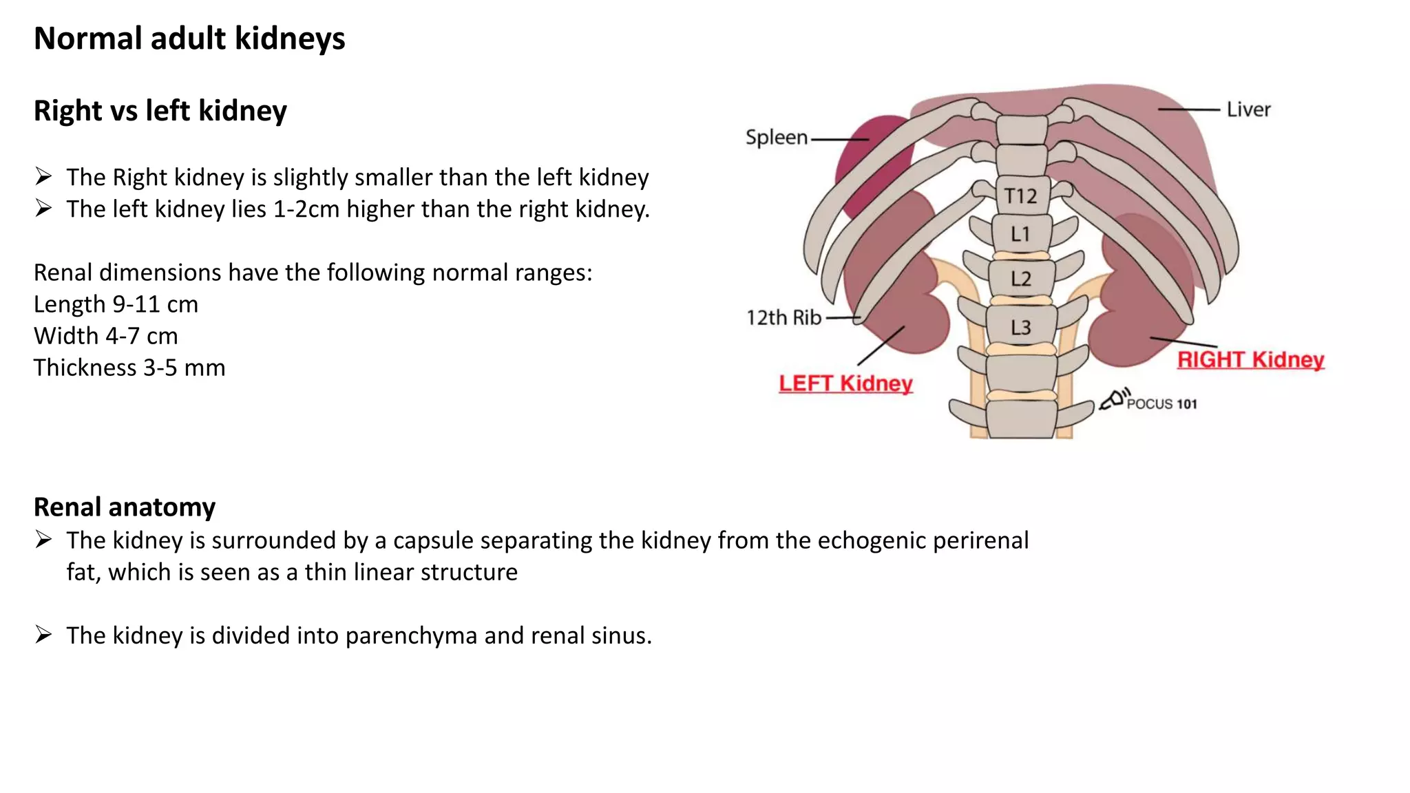 USG OF KIDNEYS.pptx