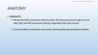 USG PENIS a review of anatomy and erectile dysfunction | PPTX