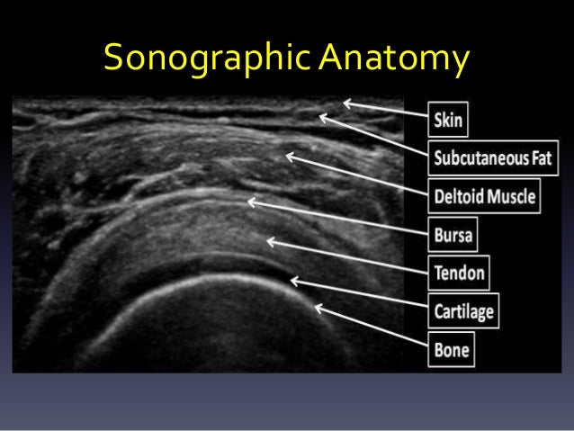 Ultrasound shoulder and knee joints