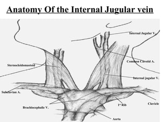Us guided central venous cannulation | PPT