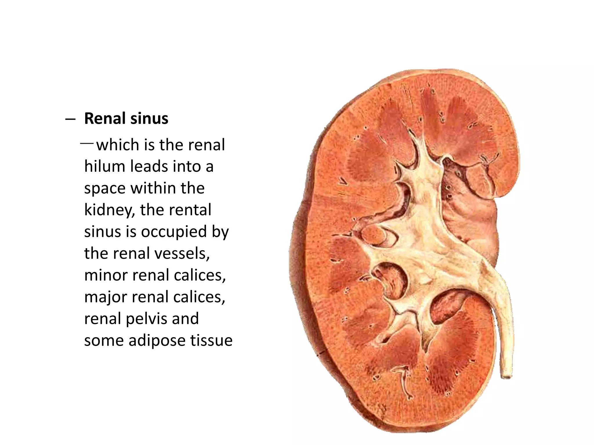Anatomy of The Urinary System | PPTX