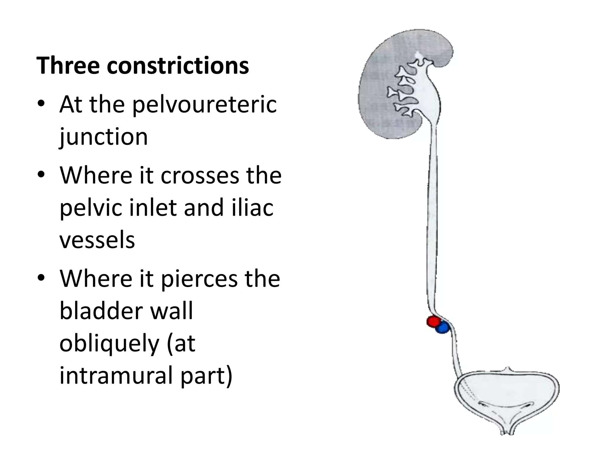 Anatomy of The Urinary System | PPTX