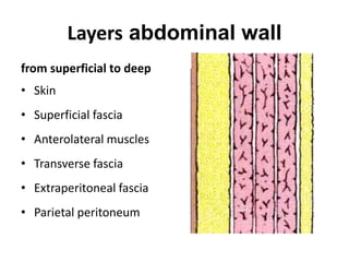 Anatomy of The Urinary System | PPT