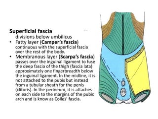 Anatomy of The Urinary System | PPT