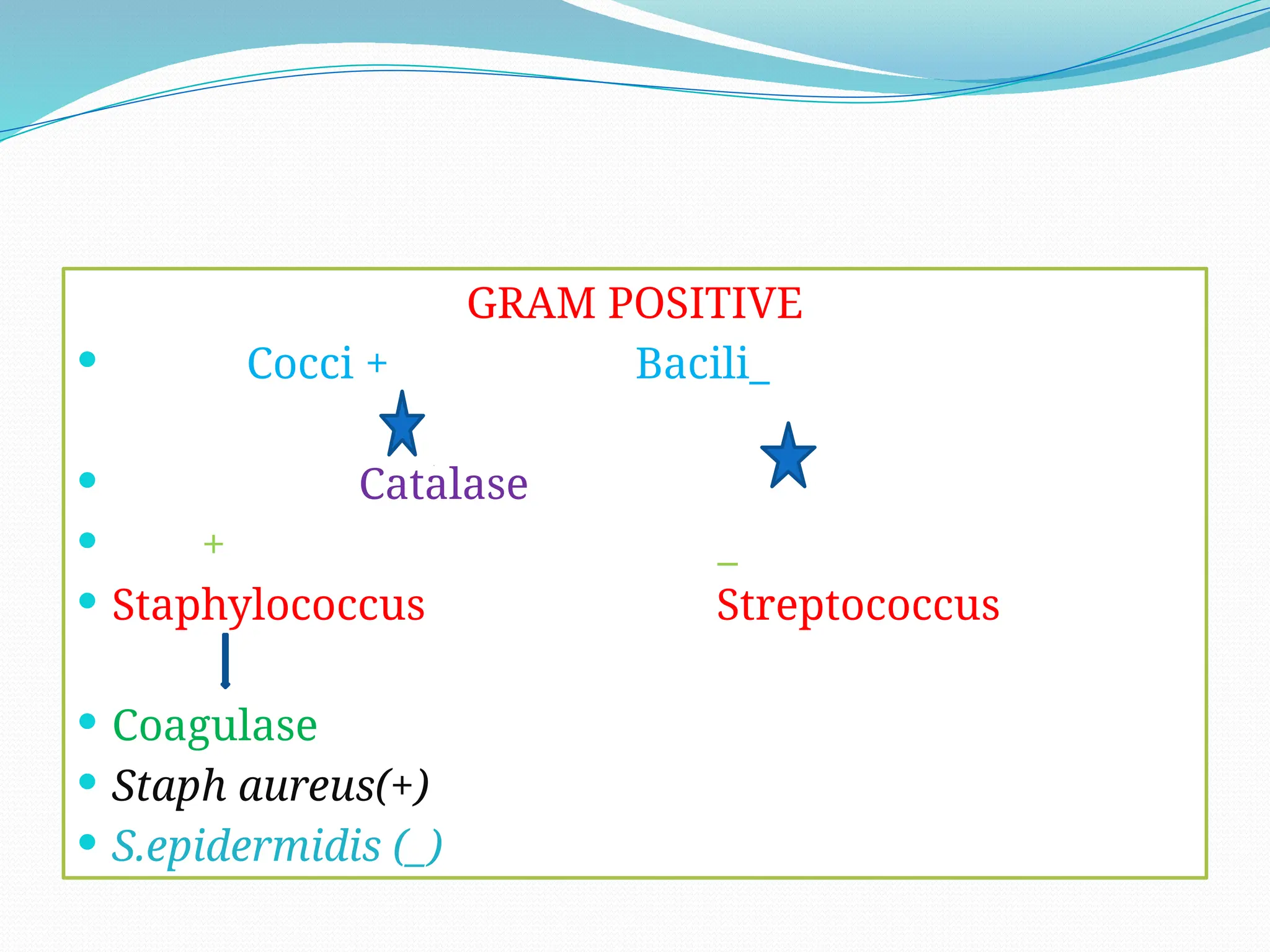 STAPHYLOCOCCUS,Introduction, history, morphology | PPT