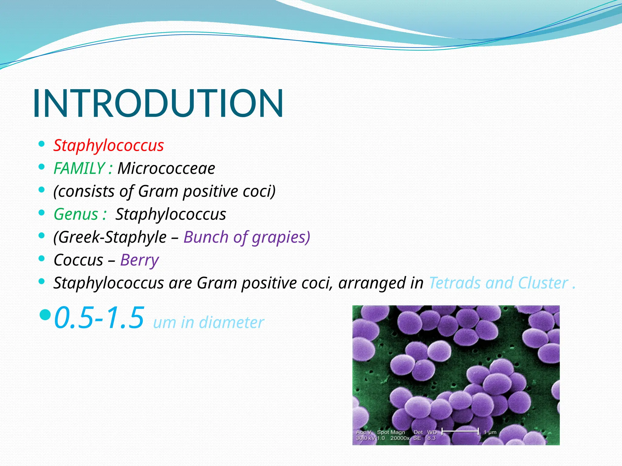 STAPHYLOCOCCUS,Introduction, history, morphology | PPT
