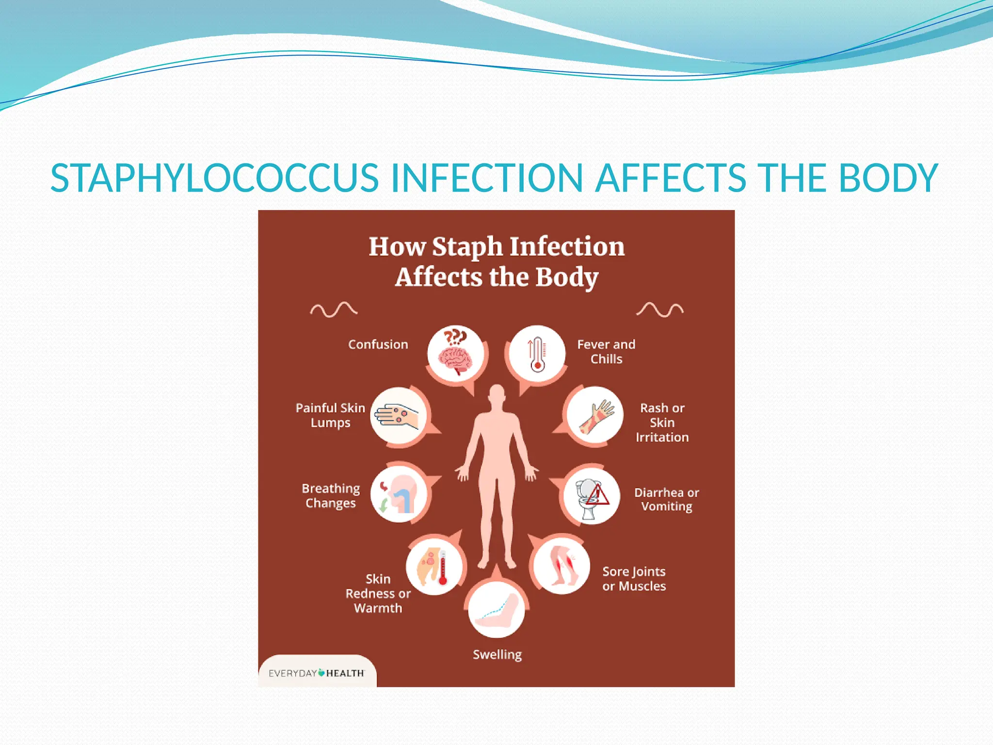 STAPHYLOCOCCUS,Introduction, history, morphology | PPT