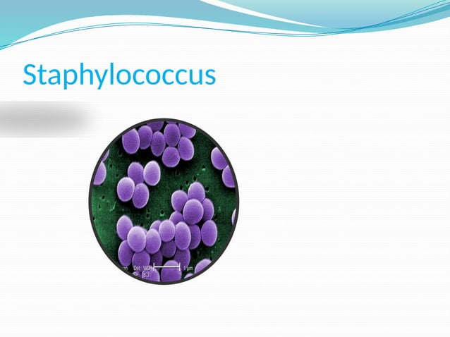 STAPHYLOCOCCUS,Introduction, history, morphology | PPT