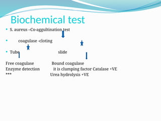 STAPHYLOCOCCUS,Introduction, history, morphology | PPT