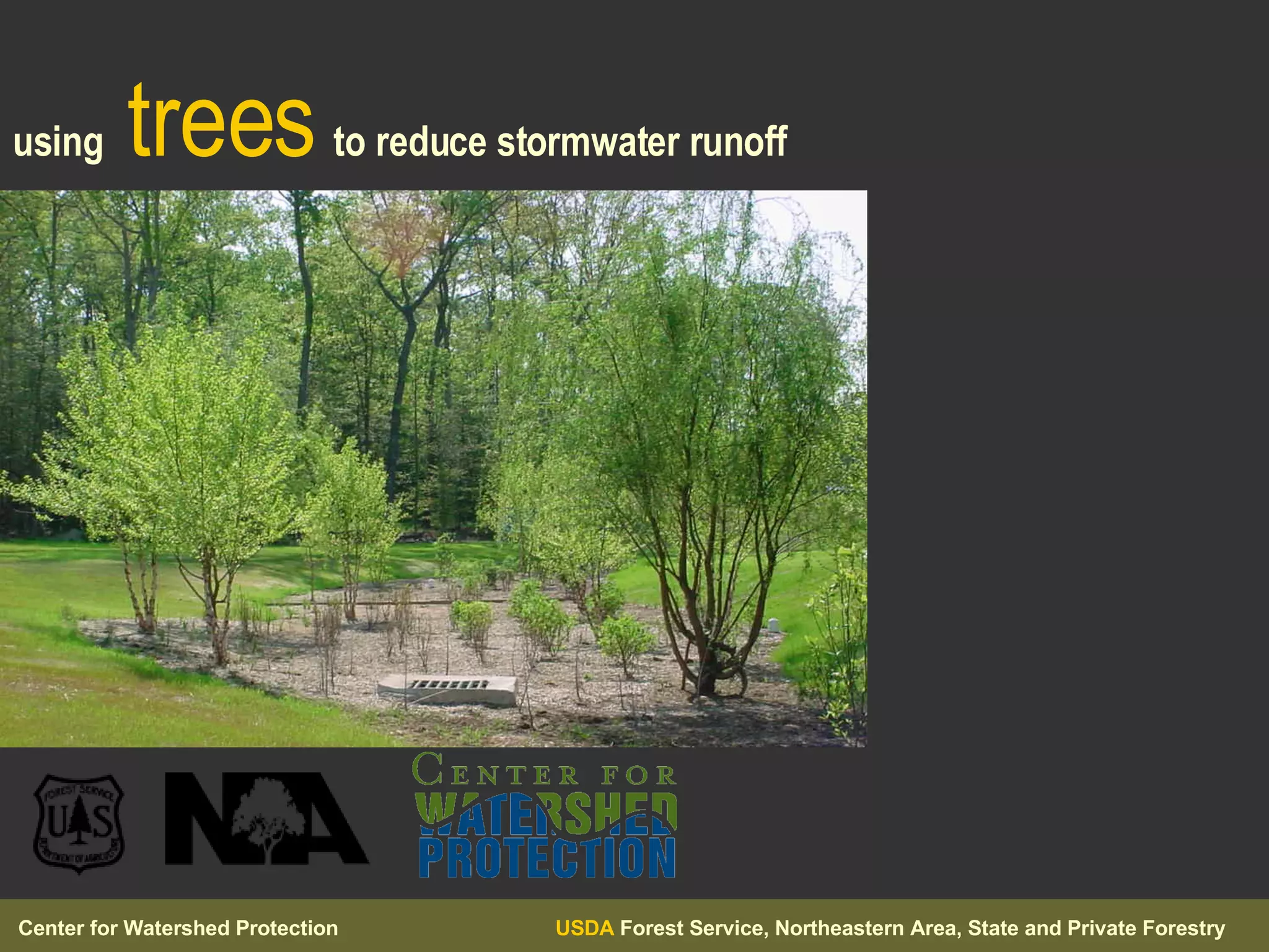 Using Trees To Reduce Stormwater Runoff | PPT
