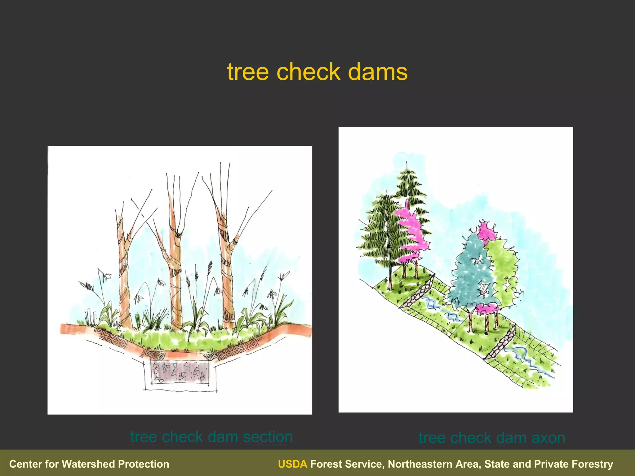 Using Trees To Reduce Stormwater Runoff | PPT
