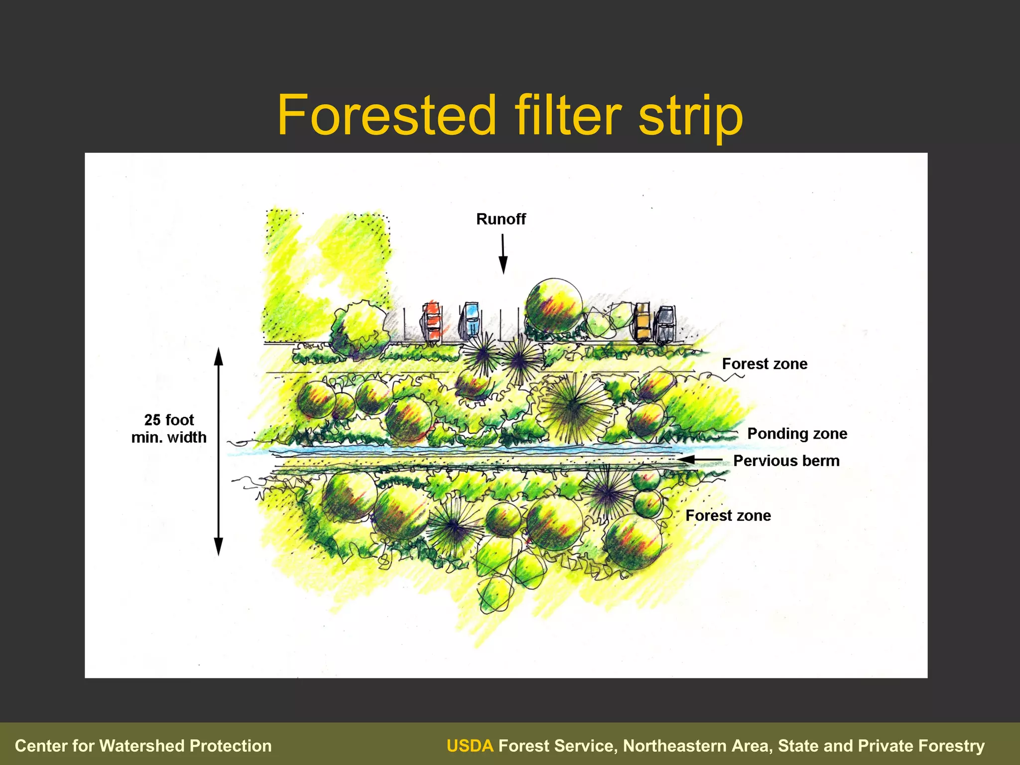 Using Trees To Reduce Stormwater Runoff | PPT