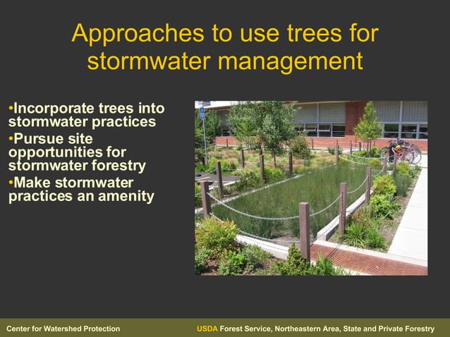 Using Trees To Reduce Stormwater Runoff | PPT