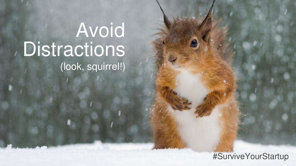 Distractions (look, squirrel!) Avoid #SurviveYourStartup