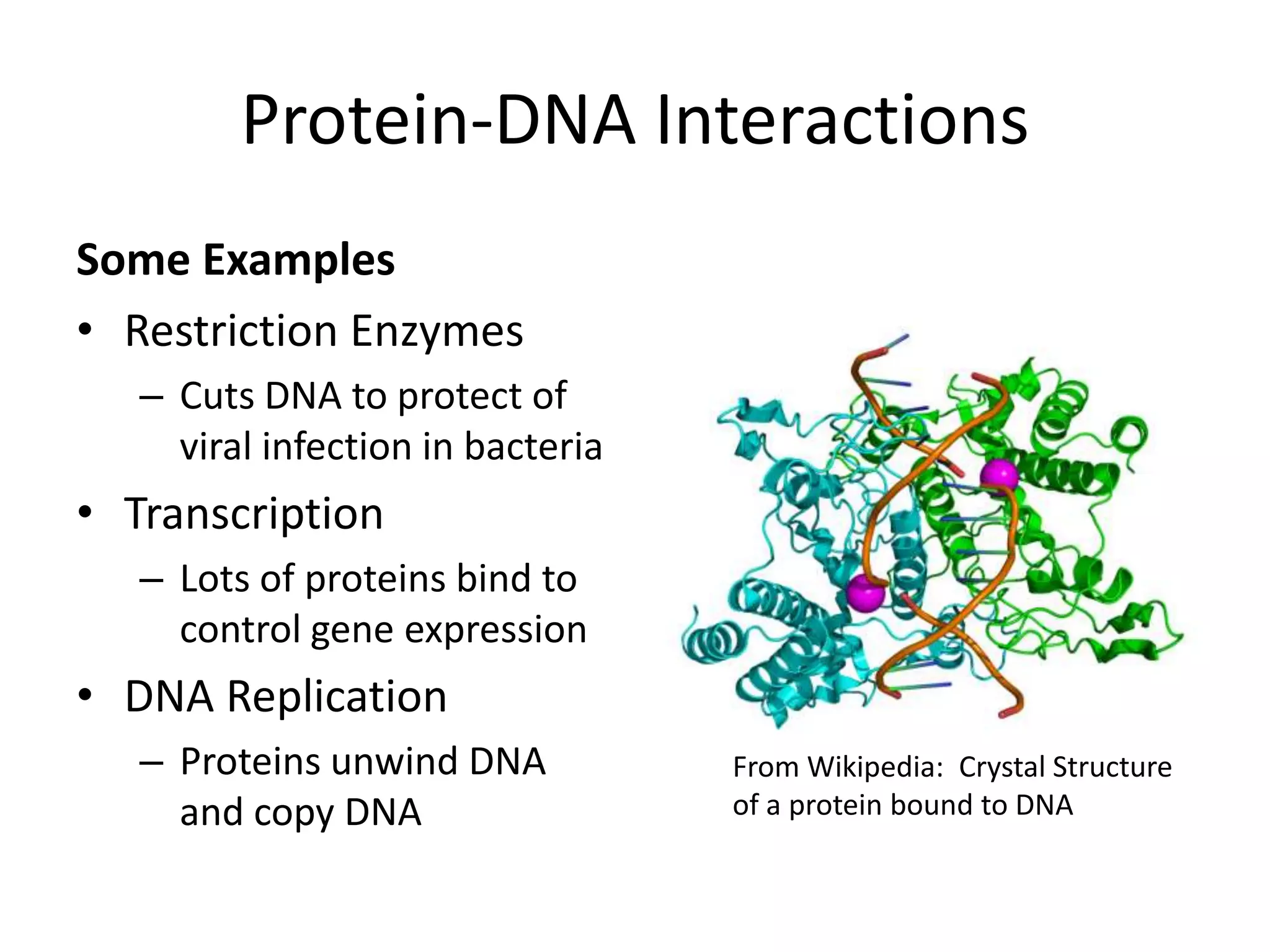 Protein-DNA Mapping using an AFM | PPT
