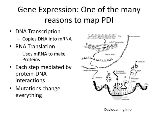Protein-DNA Mapping using an AFM | PPT