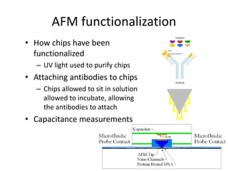 Protein-DNA Mapping using an AFM | PPT