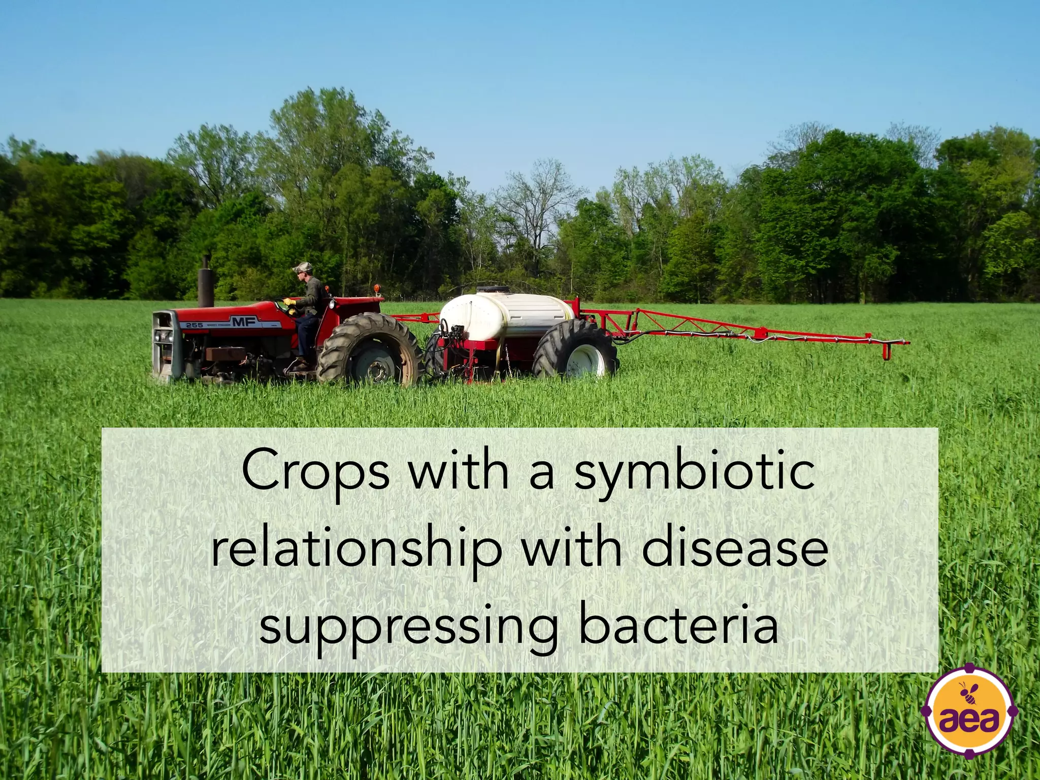 Using Cover Crops to Develop Disease Suppressive Soil | PDF