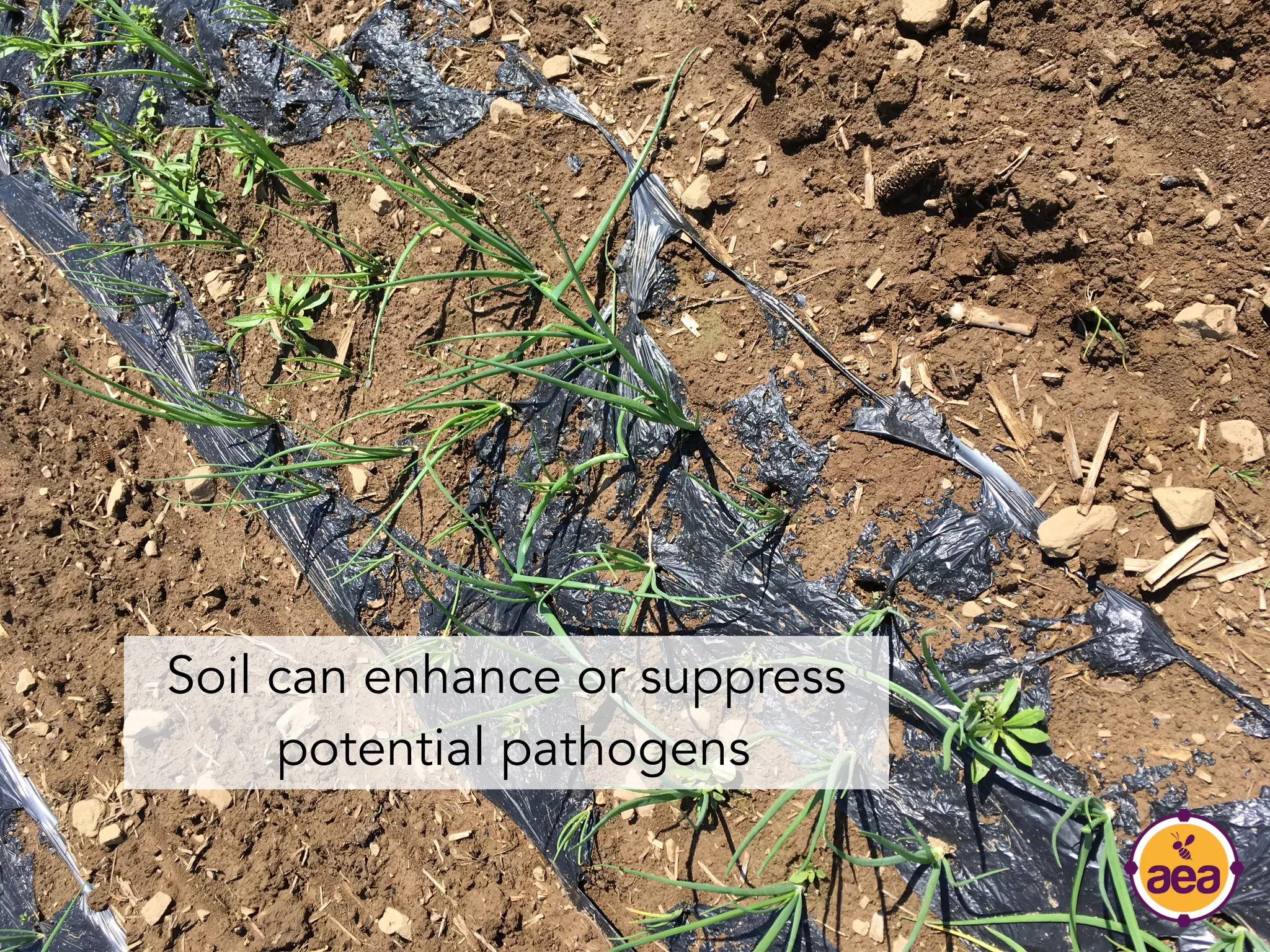 Using Cover Crops to Develop Disease Suppressive Soil | PDF