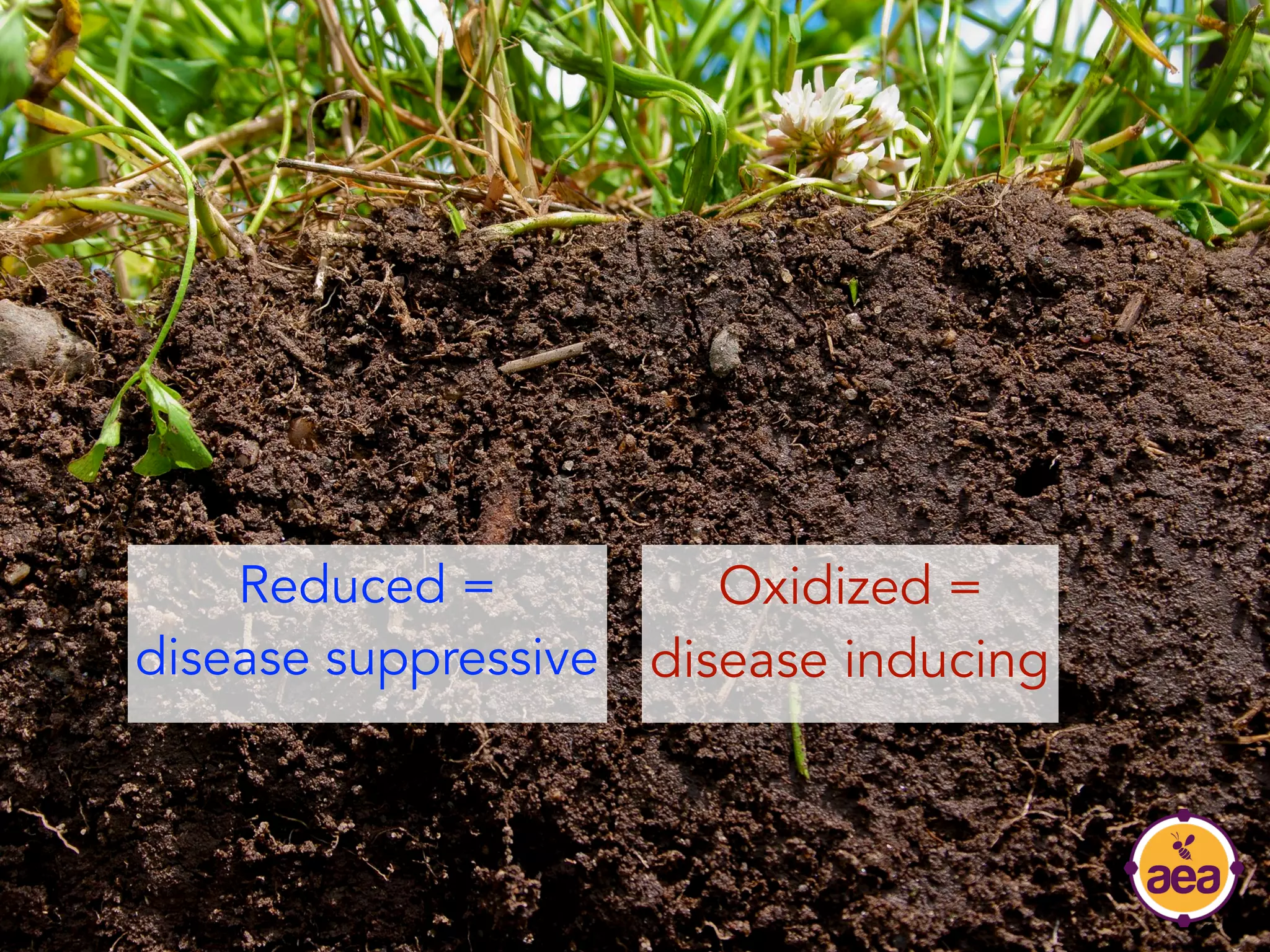 Using Cover Crops to Develop Disease Suppressive Soil | PDF