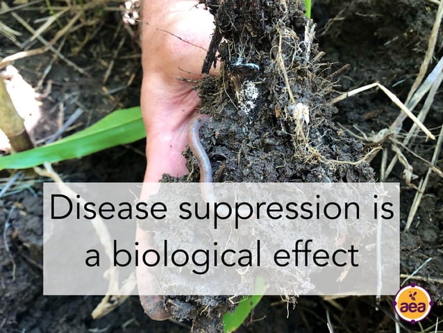 Using Cover Crops to Develop Disease Suppressive Soil | PPT