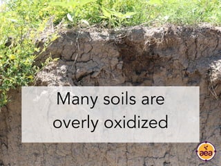 Using Cover Crops to Develop Disease Suppressive Soil | PDF