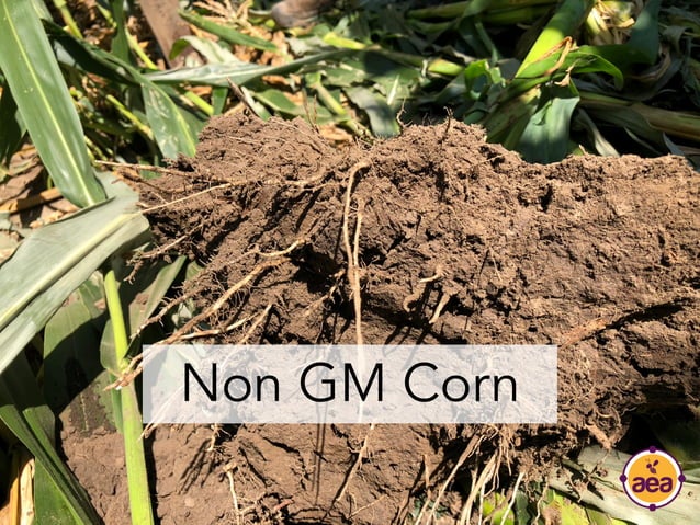 Using Cover Crops to Develop Disease Suppressive Soil | PPT