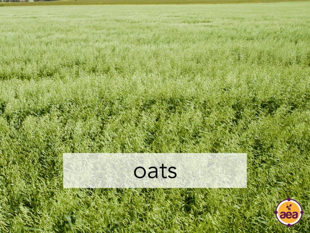 Using Cover Crops to Develop Disease Suppressive Soil | PPT