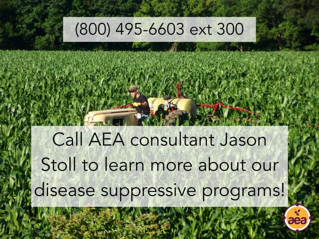 Using Cover Crops to Develop Disease Suppressive Soil | PPT