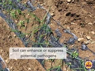 Using Cover Crops to Develop Disease Suppressive Soil | PDF