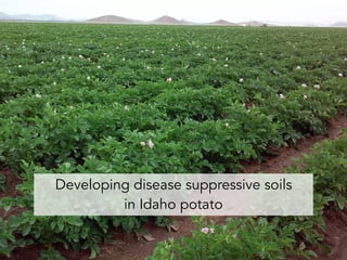 Using Cover Crops to Develop Disease Suppressive Soil | PDF