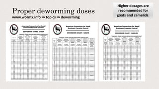 Proper deworming methods | PPTX | Infectious Diseases | Diseases and ...