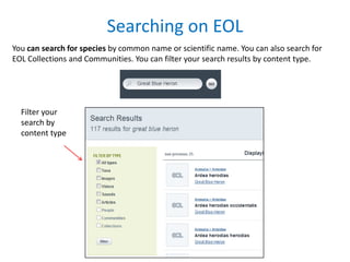 Using EOL: Taxon Pages | PPT