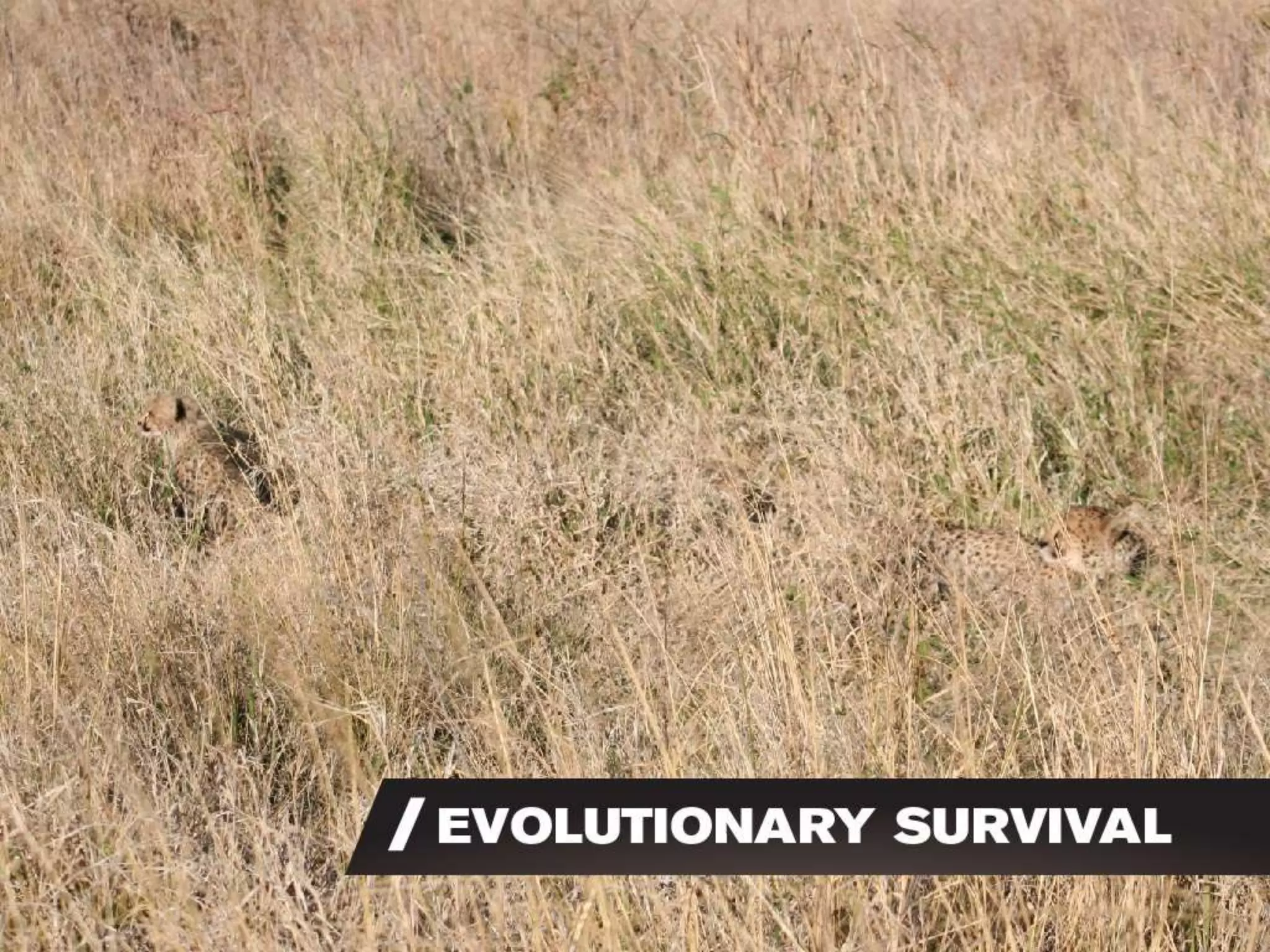 Using Gestalt Theory in Visualizations and Presentations | PPTX | Science