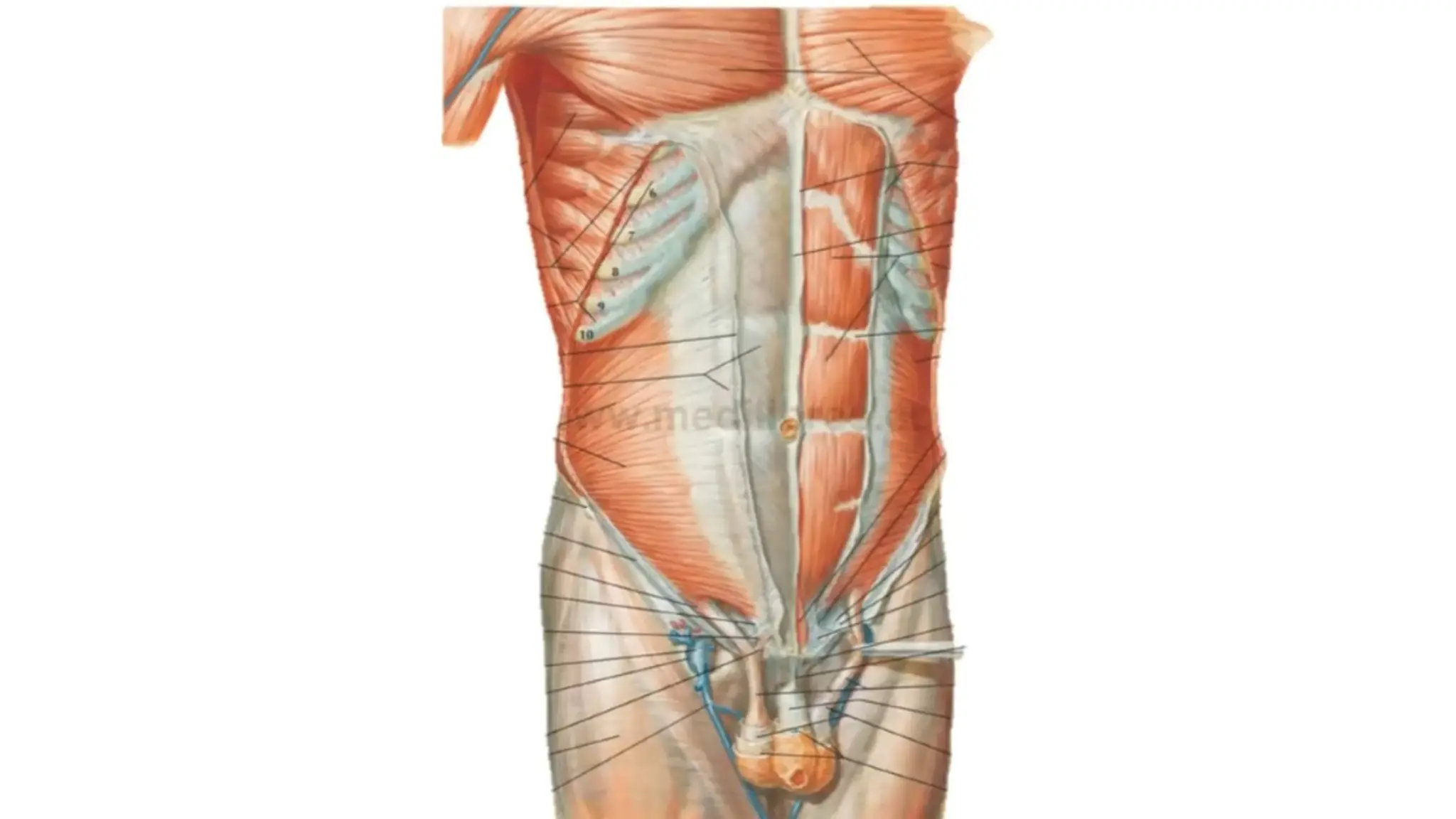 Tecnica por ultrasonido de region inguinal.pptx | Surgery | Medical Health