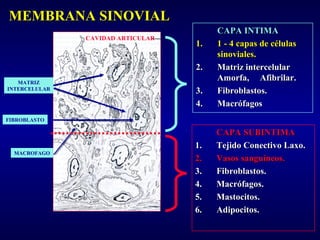 ARTICULACION TEMPOROMANDIBULAR | PPT