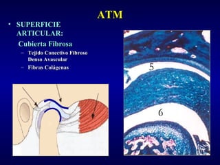 ARTICULACION TEMPOROMANDIBULAR | PPT