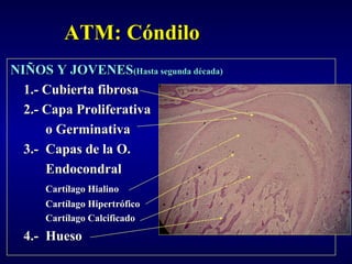 ARTICULACION TEMPOROMANDIBULAR | PPT