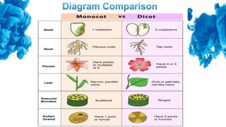 UsmanAnjumPlantSystematics.pptxthepriorityofTA | PPTX