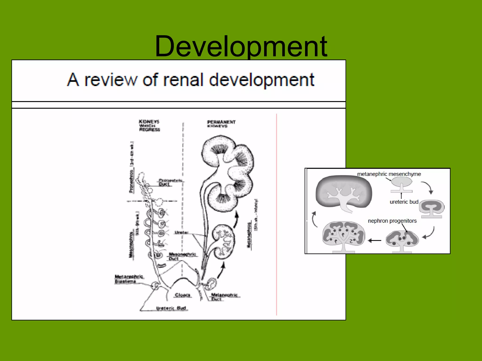 Us neonatal kidney | PPT