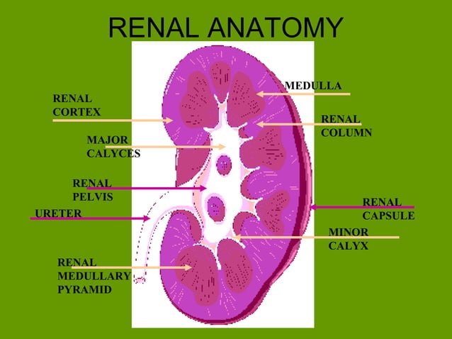Us neonatal kidney | PPT