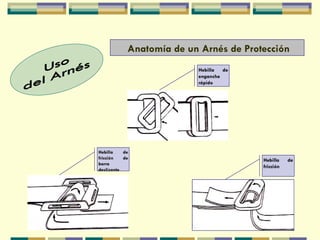USO DEL ARNES | PPT