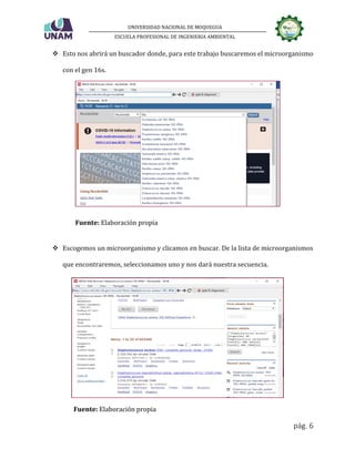 Uso del software mega dna | PDF
