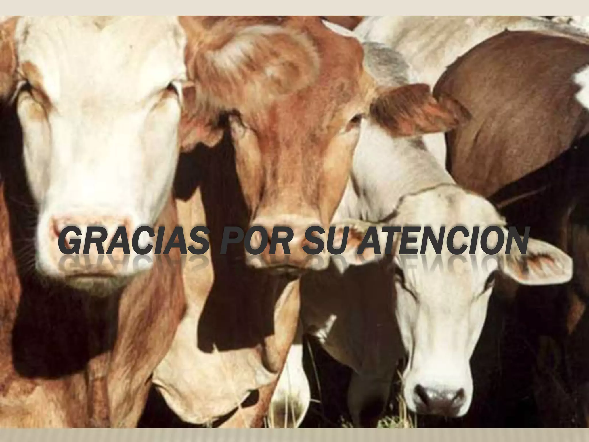 Uso de pollinaza en bovinos de carne | PPTX