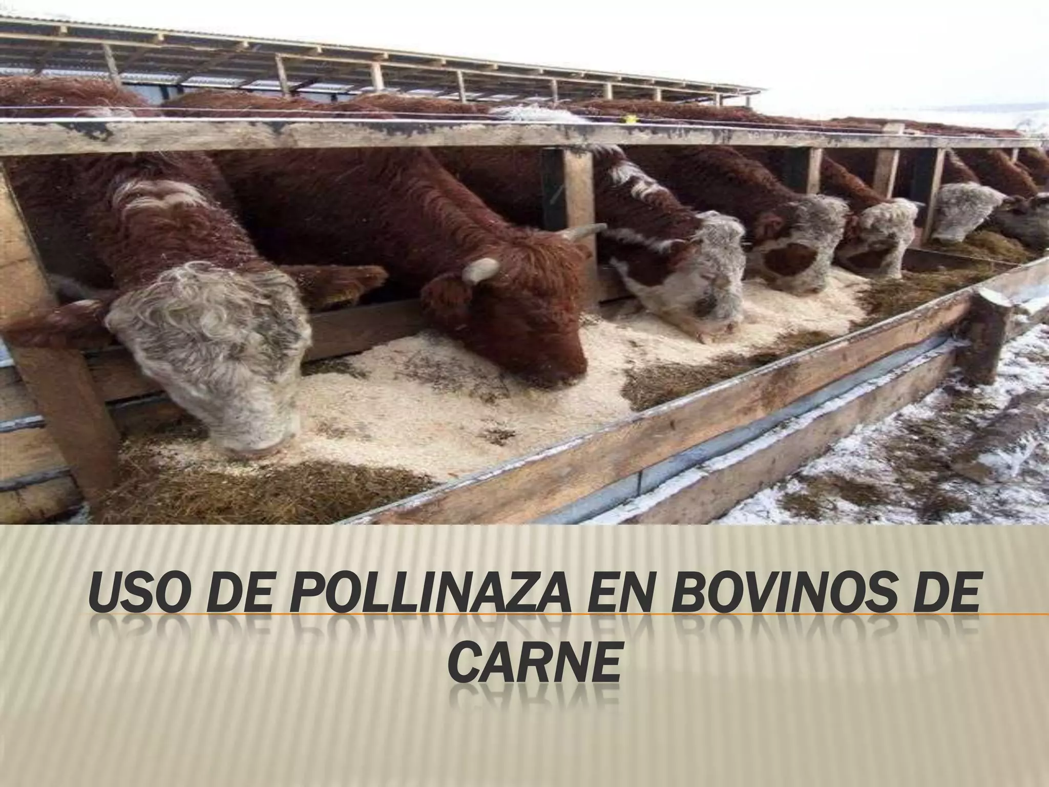 Uso de pollinaza en bovinos de carne | PPTX