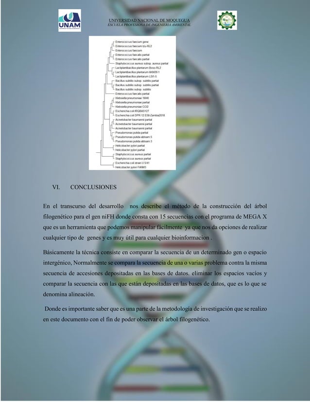 Uso de softward de adn (mega x) | PDF